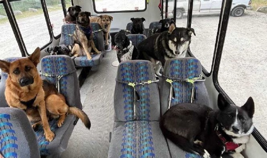 DIRE - In Alaska c’è l’autobus per i cani: il video fa il giro del ...